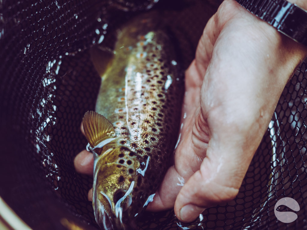Summer trout fishing. Bitter sweet ending | Blog | Trout and Stream