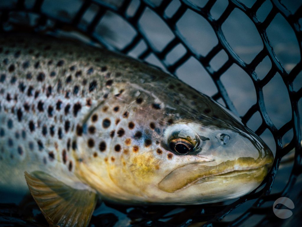 Winter trout fishing | Blog | Trout and Stream