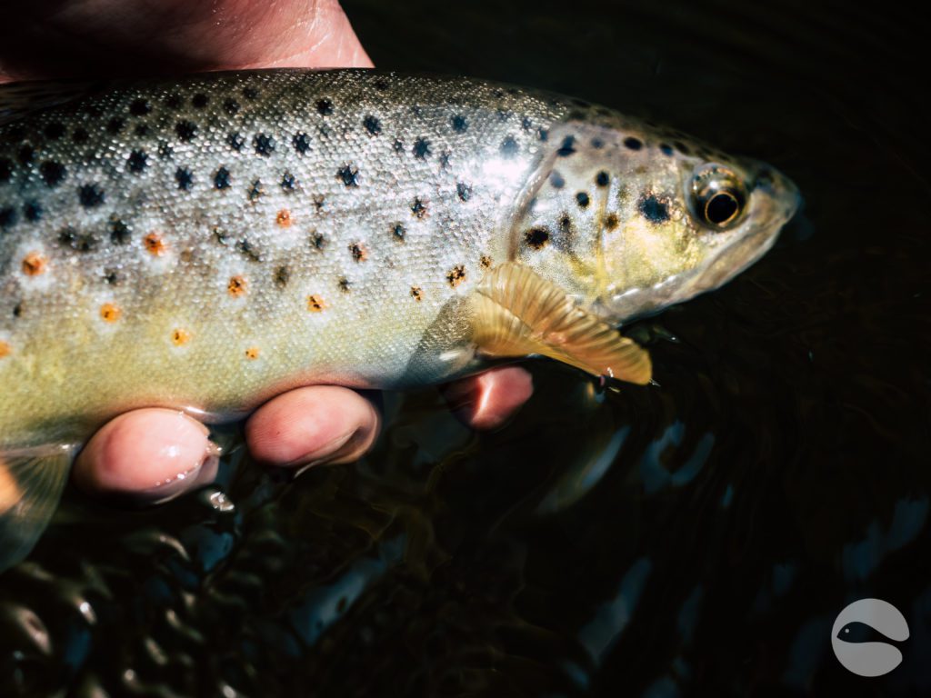 Summer trout fishing. Bitter sweet ending | Blog | Trout and Stream