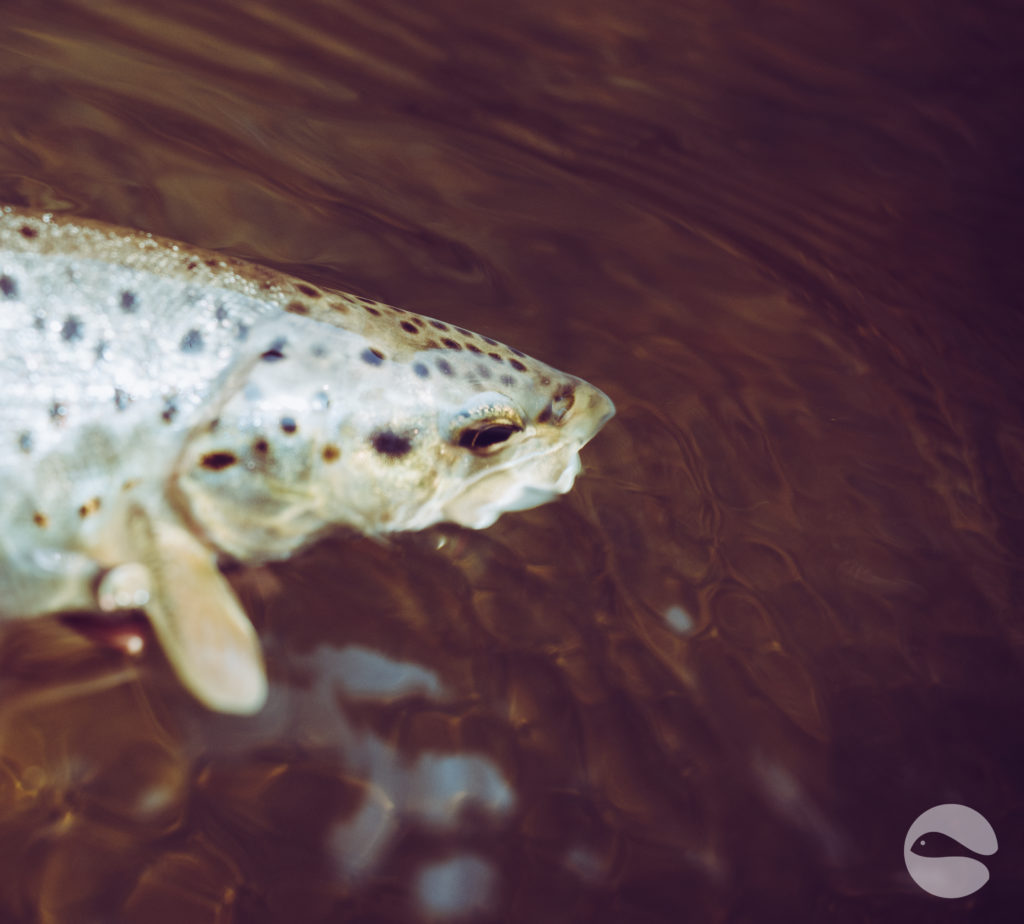 Summer trout fishing. Bitter sweet ending | Blog | Trout and Stream