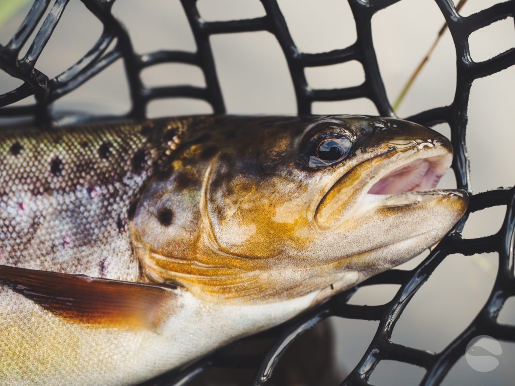 Spring trout fishing in a flooded meadow | Blog | Trout and Stream