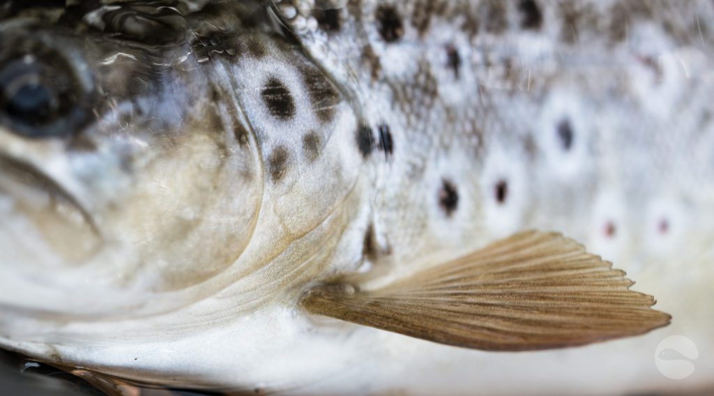 Lure fishing or Fly fishing, a friendly competition | Blog | Trout and ...