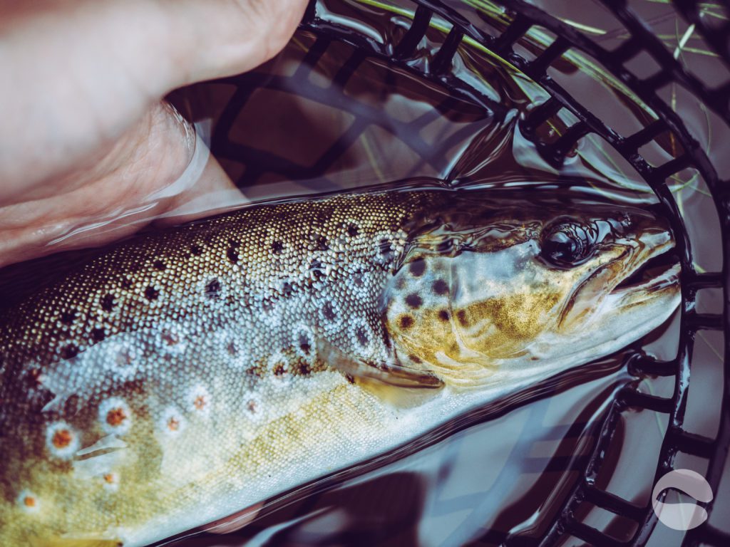 Summer trout fishing. Bitter sweet ending | Blog | Trout and Stream