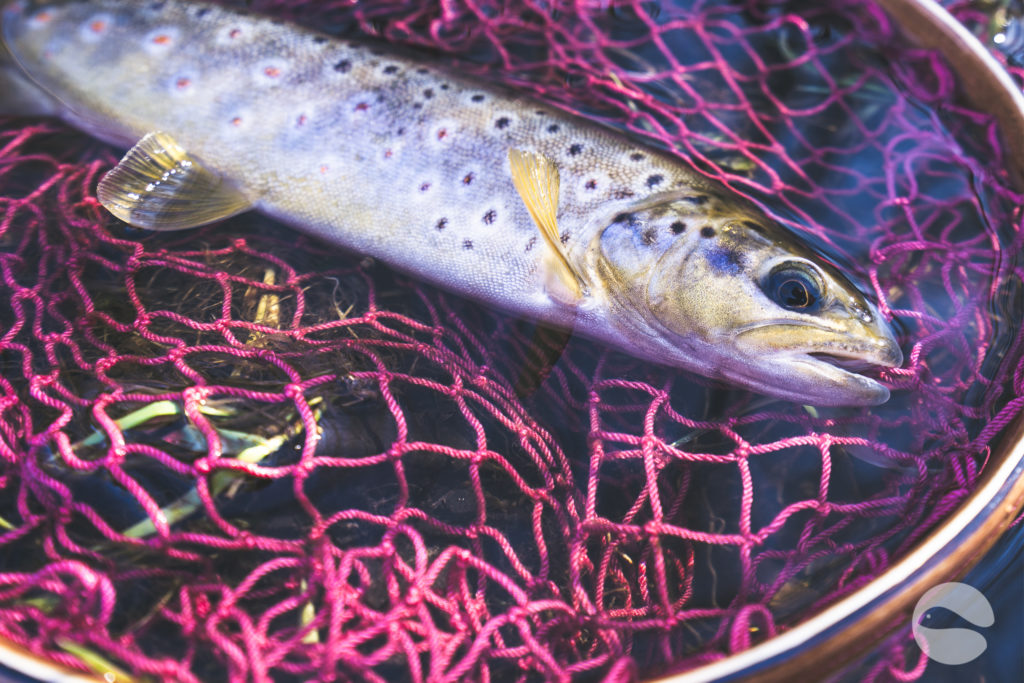 Winter fishing for trout - a short video | Blog | Trout and Stream