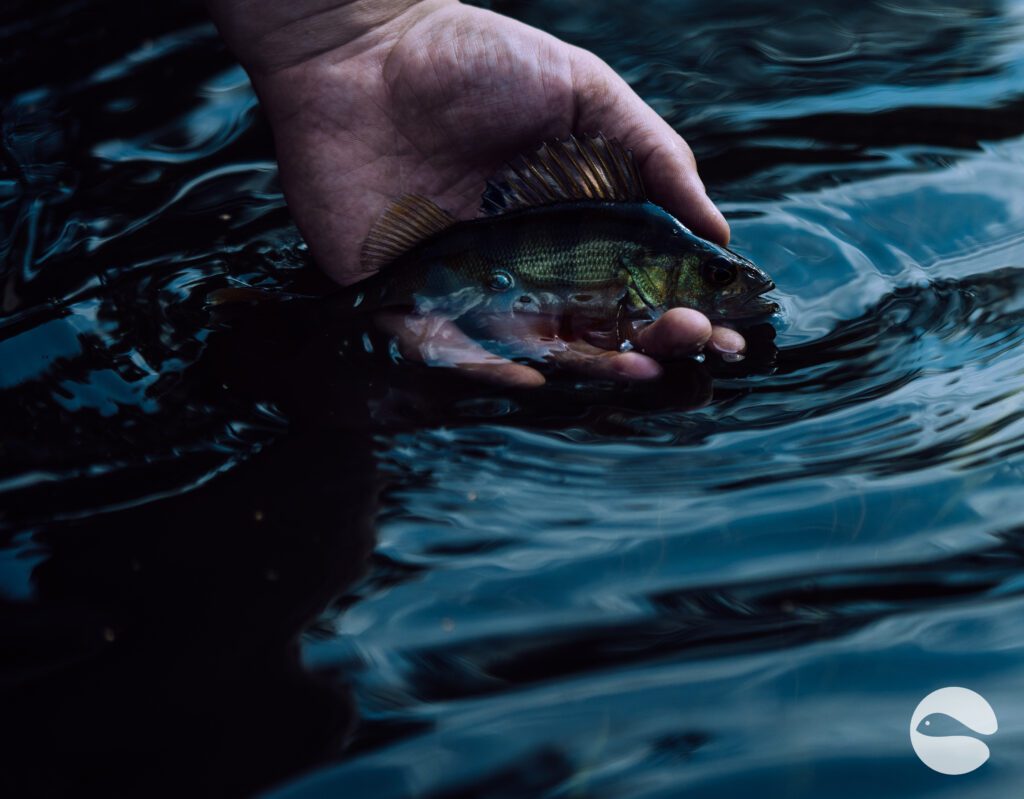 Chubbing | Blog | Trout and Stream